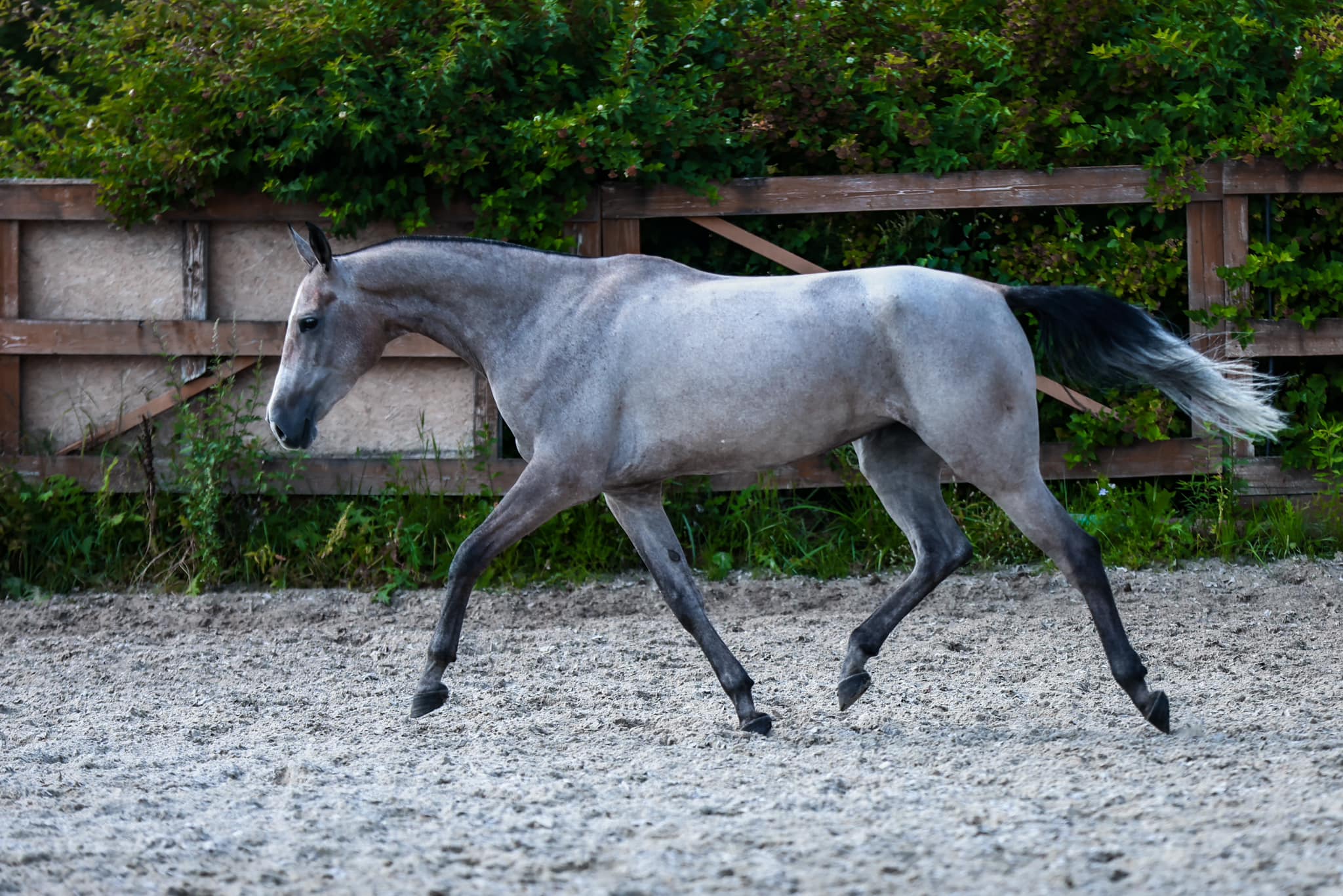Dzhumagul: A beautiful rose grey Akhal-Teke Mare - Hall of Beauty ...