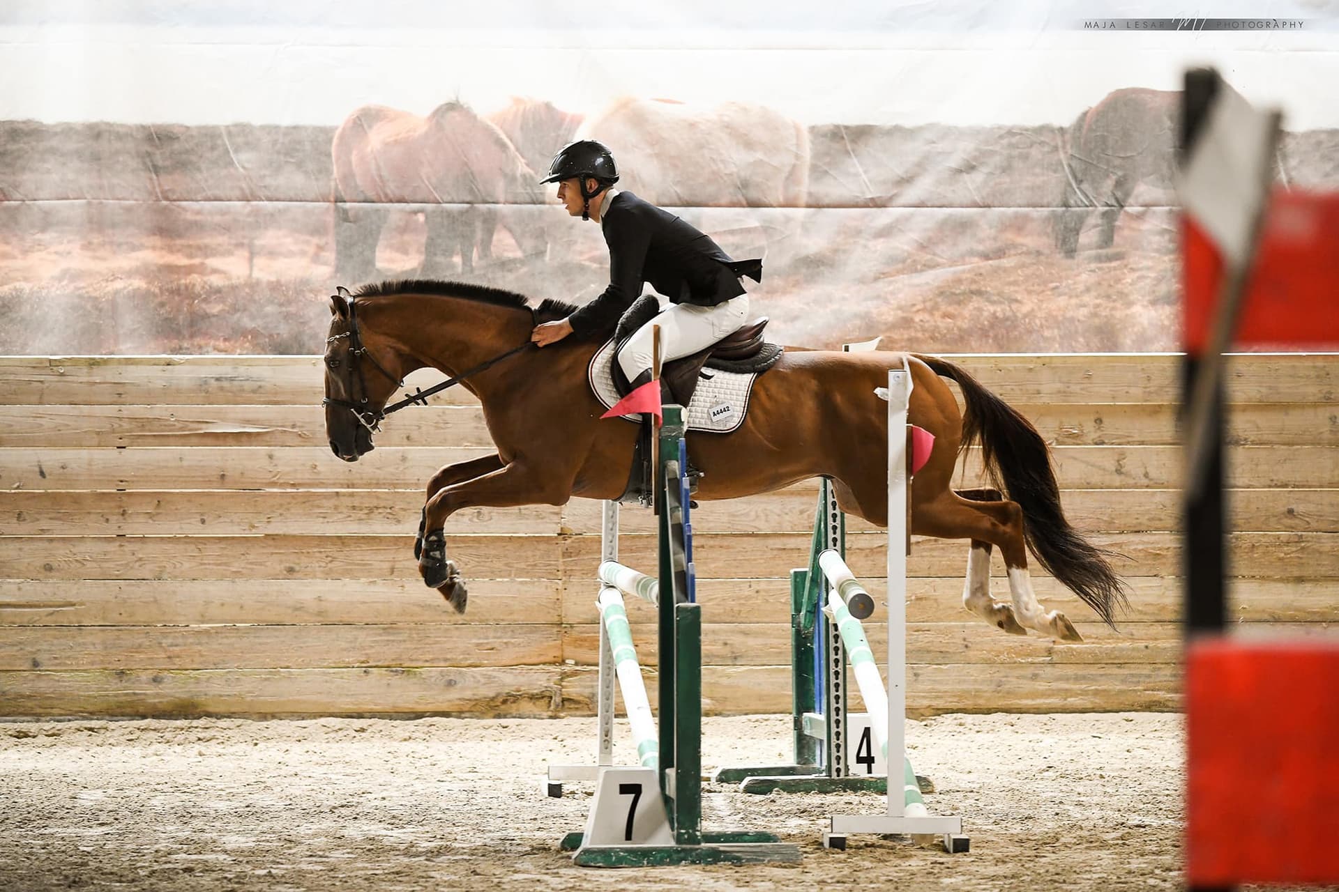 Stallion Dofin named National Eventing Champion at Highest Level in ...