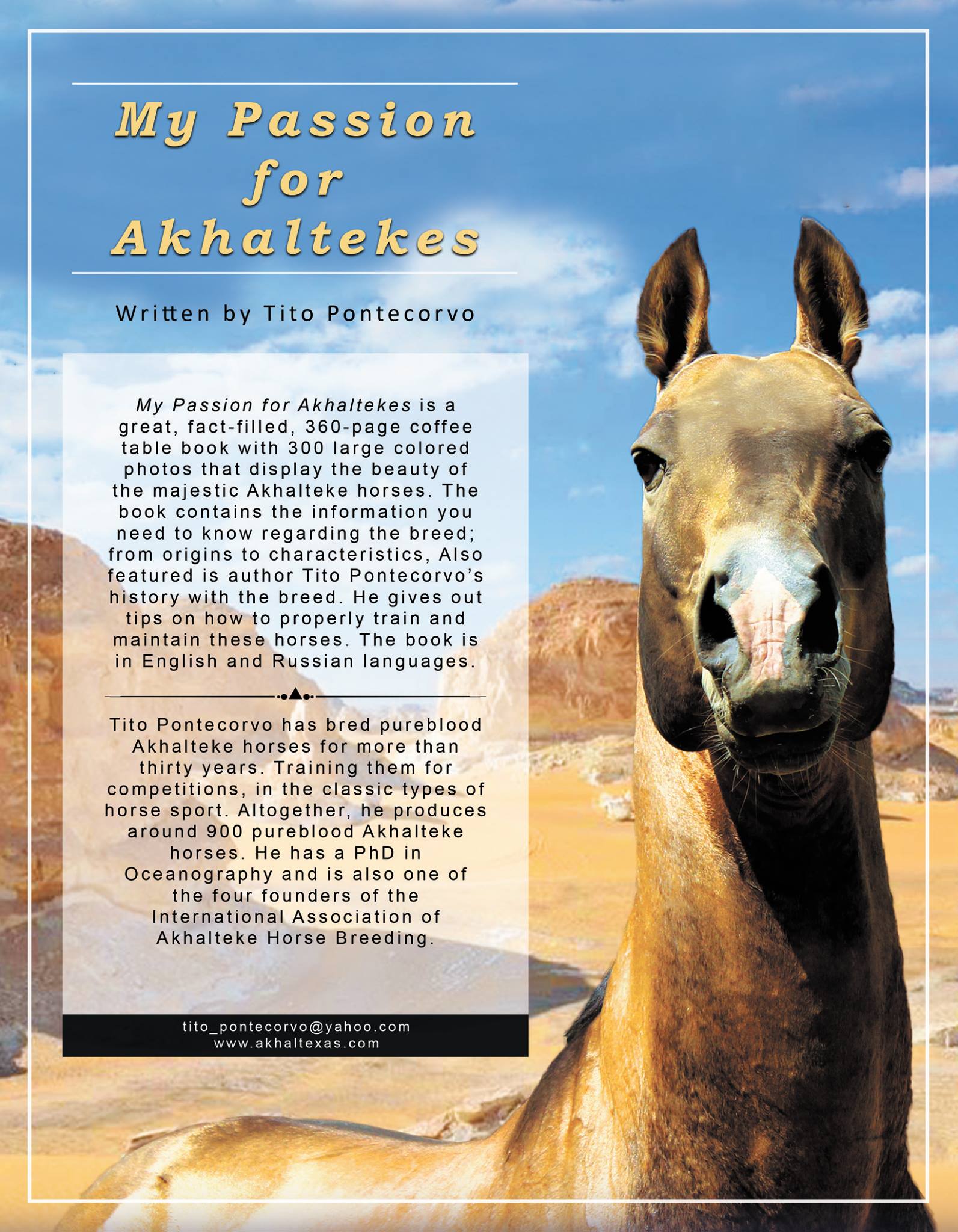 Maruk (Munir x Ataka) - Hall of Beauty - Akhal-Teke Community International