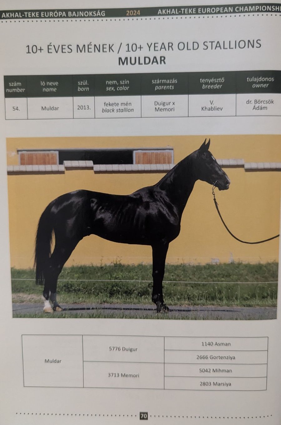 ISO Information on Stallion Muldar - Horse Ads & Search - Akhal-Teke ...