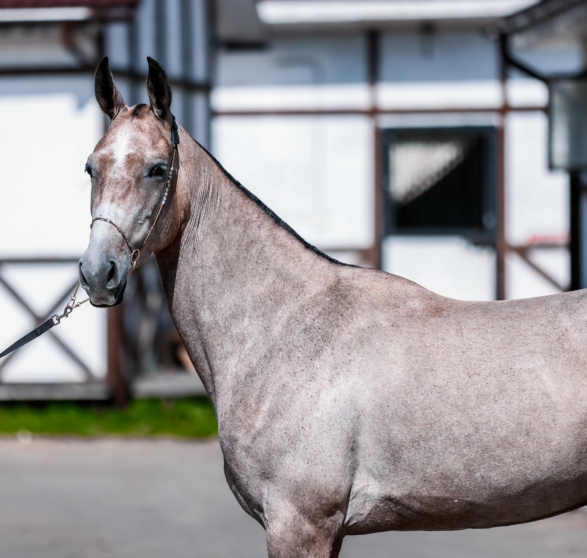 Dzhumagul: A beautiful rose grey Akhal-Teke Mare - Hall of Beauty ...