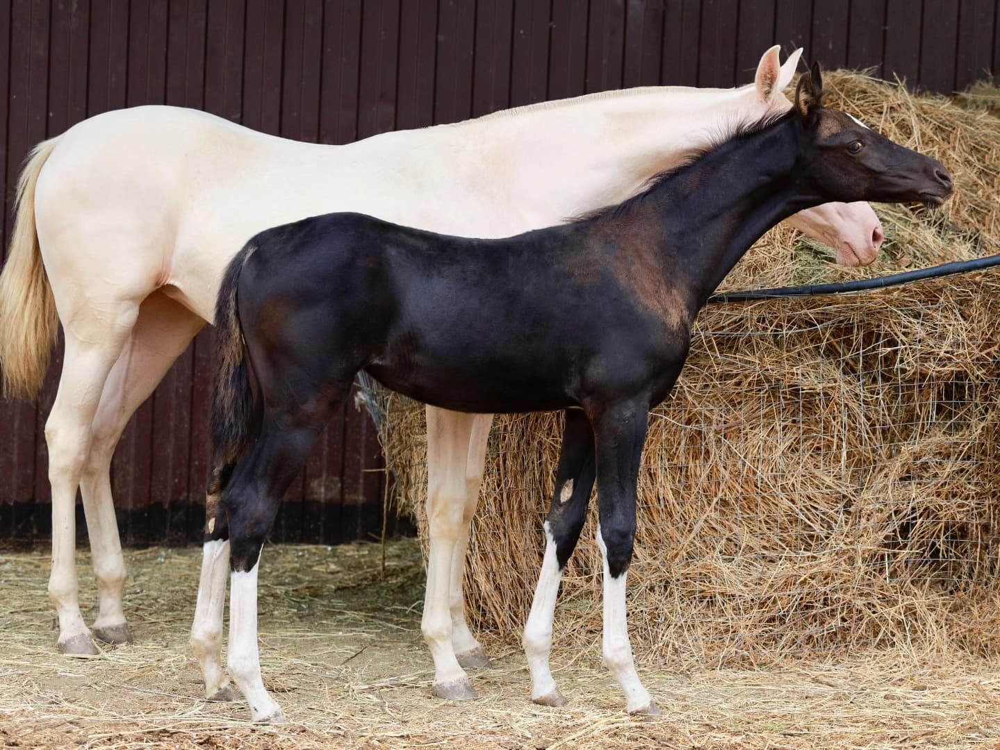 3-Month Old Zagira - All About Foals - Akhal-Teke Community International